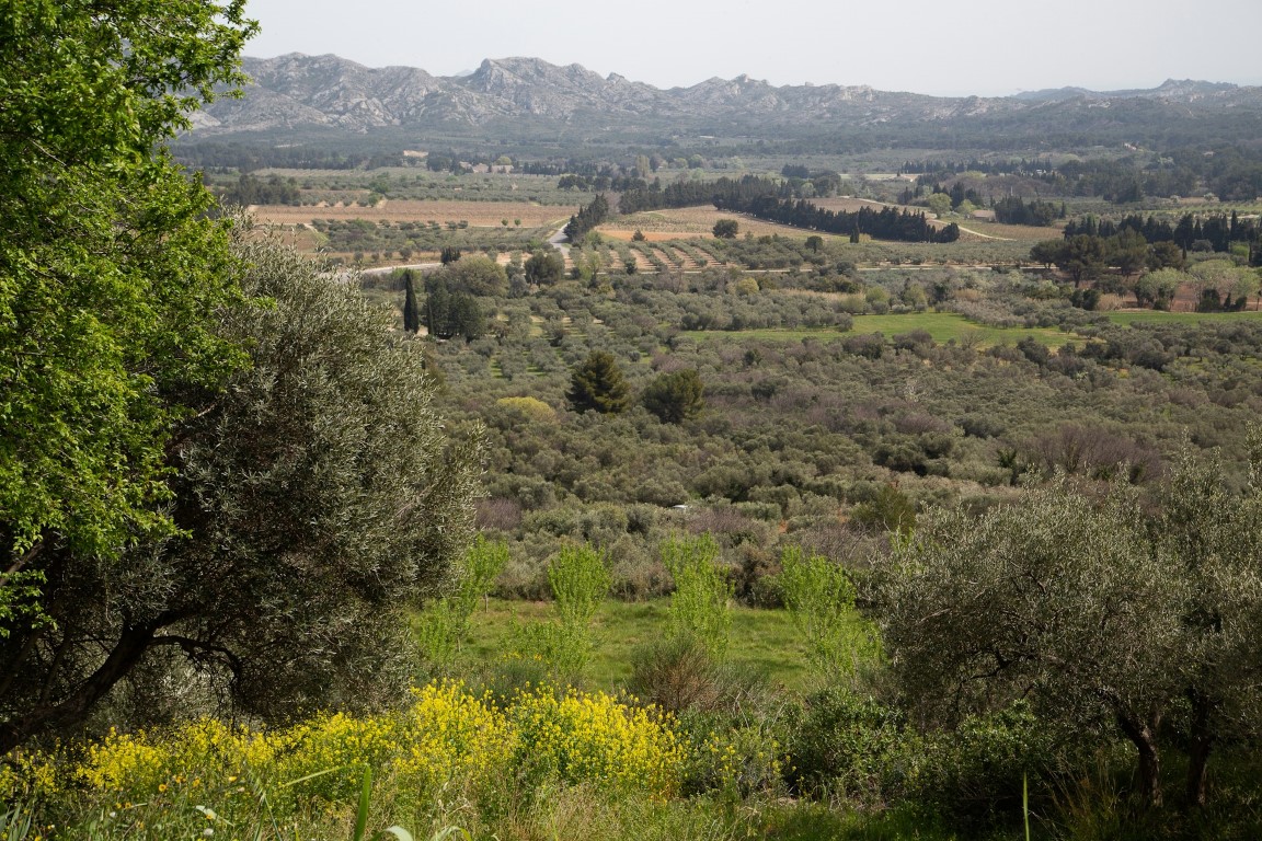 Enchantment in the Alpilles: My Luxurious Provençal Escape