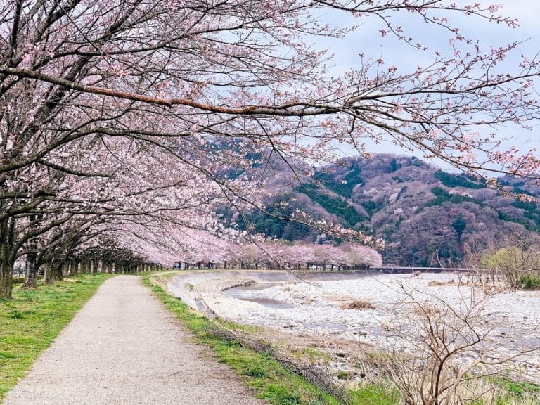 Japan in April: Weather, Events and What to Expect - Baboo
