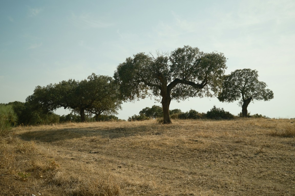 Discovering the Alentejo Region: My 5-Day Escape - Bamba Travel